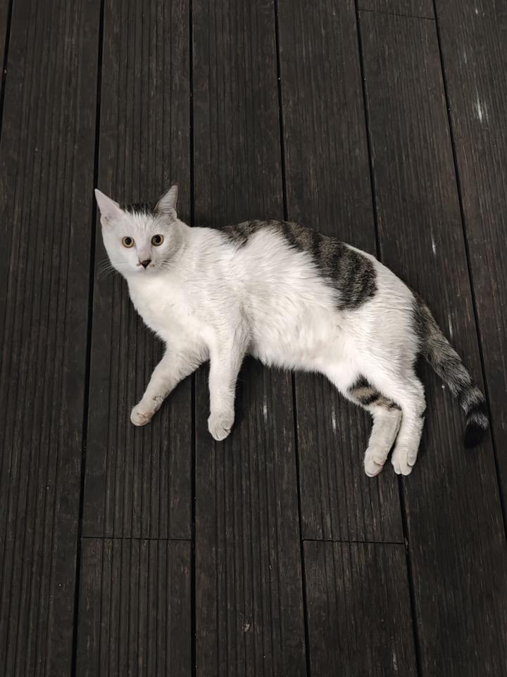 将 eBPF 扩展到 GPU 设备上下文 ── bpftime 的 GPU 可观测性与调度实践 - 知乎