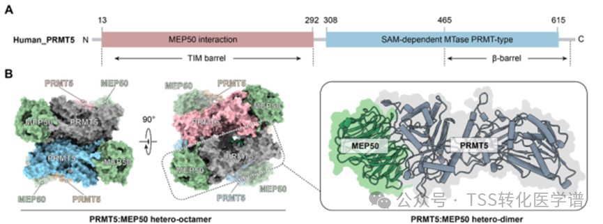 【Cancer Discovery】安进公布第二代 PRMT5 抑制剂(AMG193) 分子发现与药理数据 - 知乎
