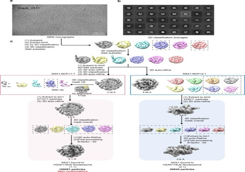 一文讲明白ChIP-seq：高分文章里为什么做ChIP-seq? - 知乎