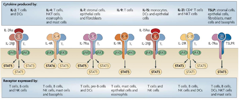 免疫系统的守护者—IL-2 - 知乎
