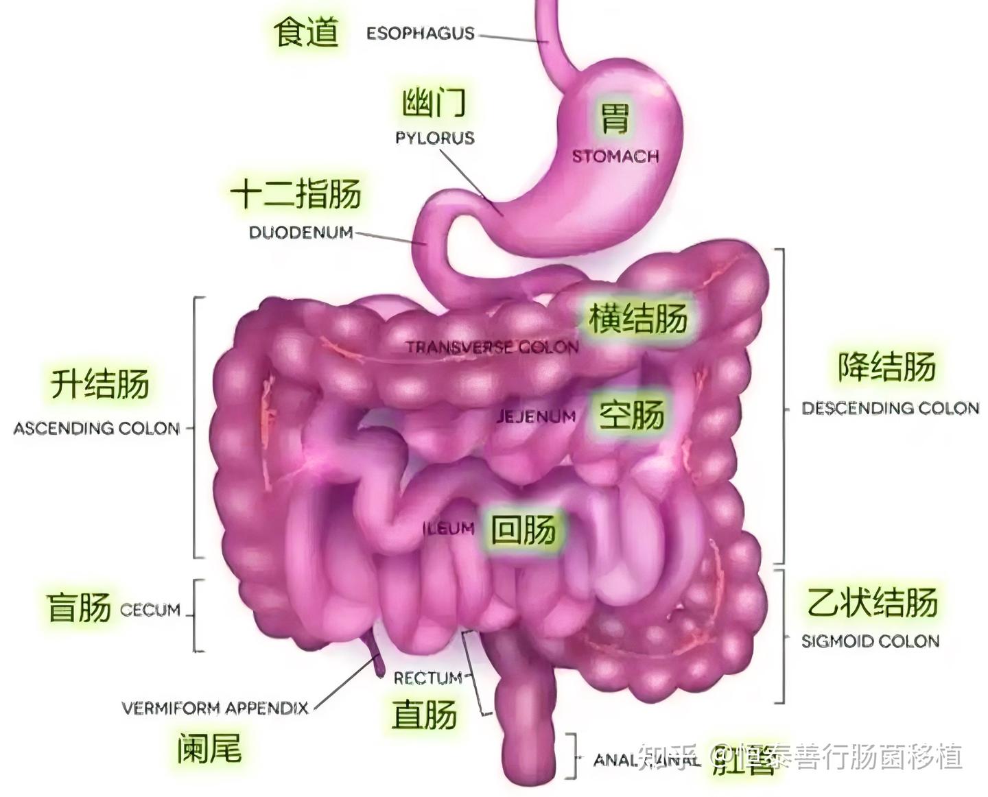 苏黎世杆菌属（Turicibacter） - 知乎
