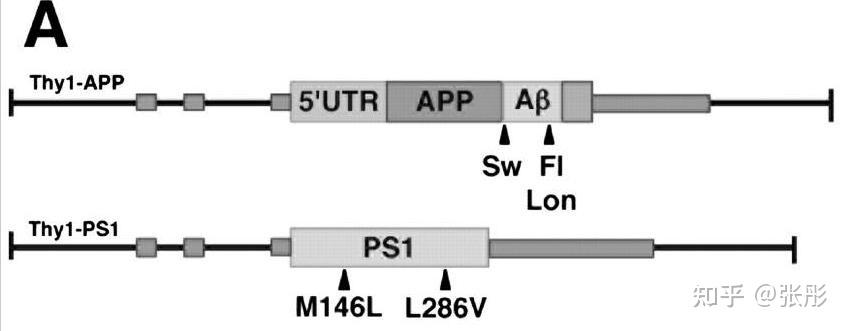 5xFAD（五转）五转家族性阿尔茨海默病模型小鼠 - 知乎