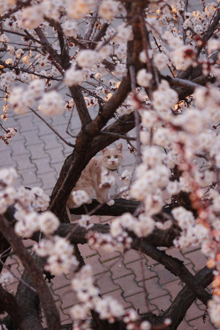 【Map Or Rewrite】Nginx基于会话转发的一些实践 - 知乎