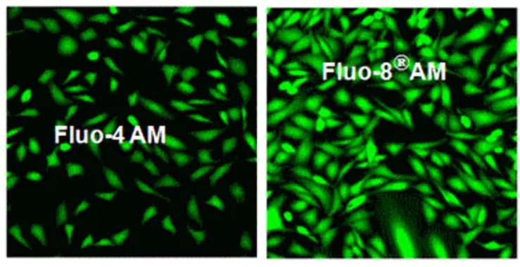 Fluo-8, AM钙离子荧光探针 - 知乎