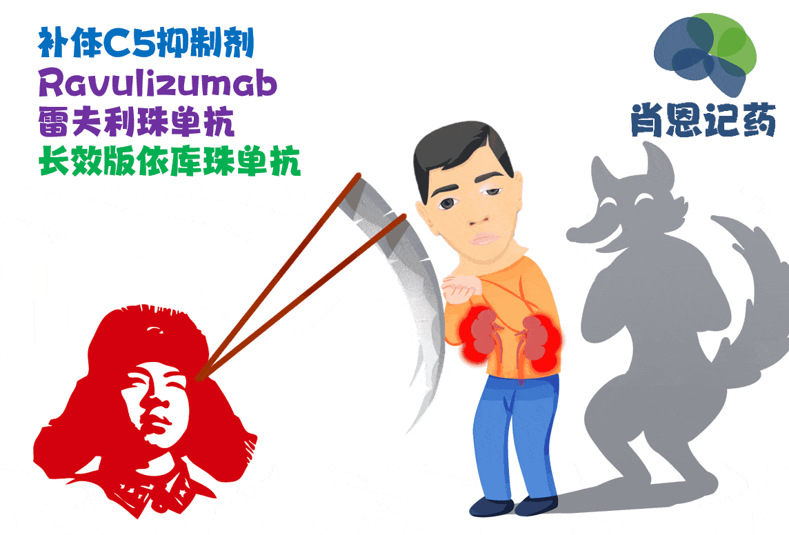 如何记住所有FDA批准生物药？| 补体C5抑制剂 | Ravulizumab 雷夫利珠单抗 | 长效版依库珠单抗 - 知乎