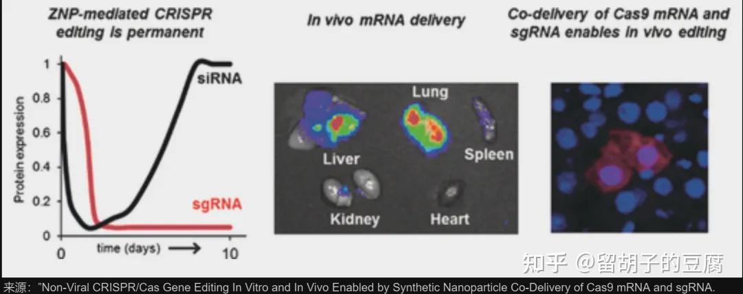 靶向性递送LNP加速体内基因编辑药物的开发。 - 知乎