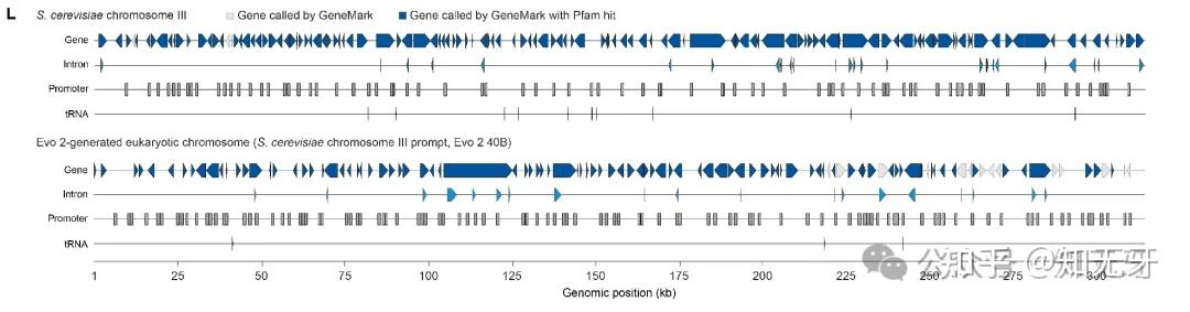 Evo2：跨生命领域的基因组“造物主”模型 - 知乎