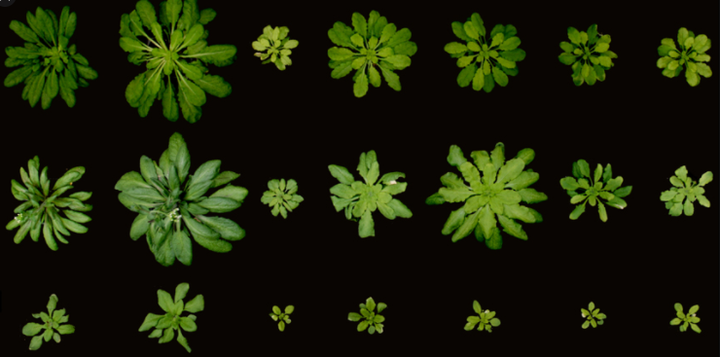 拟南芥种子订购详细攻略-TAIR-ABRC篇 - 知乎