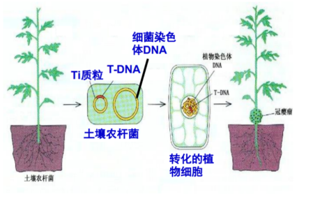 农杆菌转化法中，Ti质粒中的T-DNA是如何插入目标染色体的DNA中的？ - 知乎
