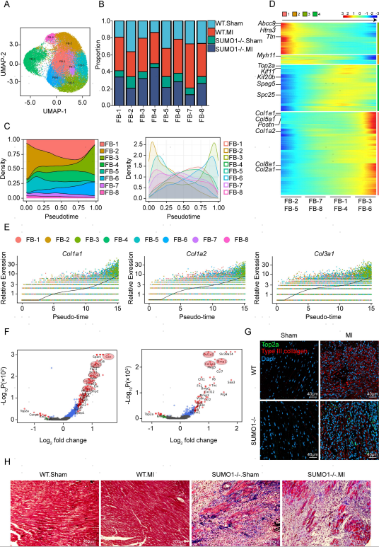 项目文章 | 单细胞测序揭示SUMO1调控心肌梗死后的心脏修复机制 - 知乎