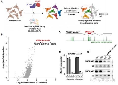 Polysome Profiling助力揭示小核仁RNA SNORA13调控细胞衰老的分子机制 - 知乎