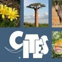 当我们说CITES的时候，在说些什么 - 知乎