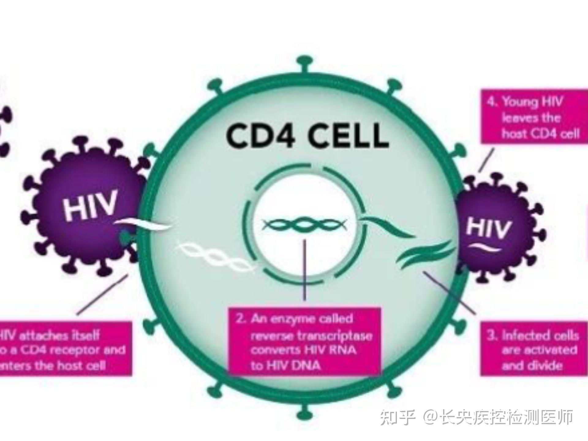 怎么通过CD4和病毒载量看HIV治疗效果? - 知乎