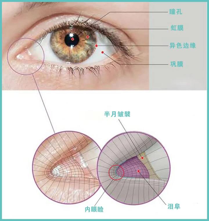速写基础 眼睛详解 知乎