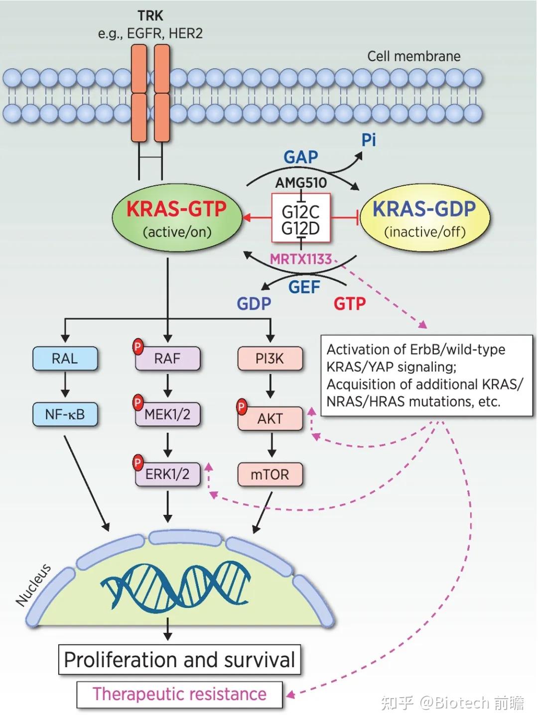 24AACR丨KRAS G12D抑制剂最新研究，汇总靶点进展 - 知乎