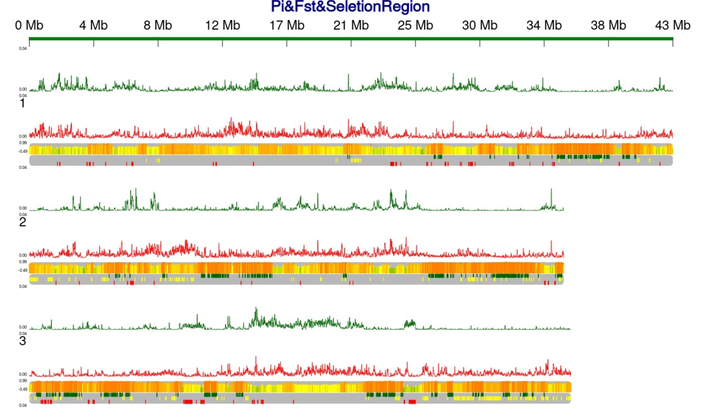 RectChr之 群体选择信号作图 - 知乎