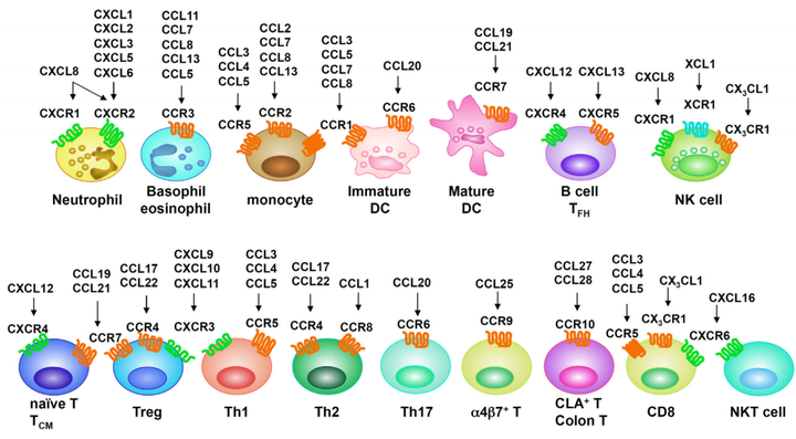 Advanced Science | CXCL6重编程肿瘤细胞脂质代谢，诱导中性粒细胞激活MAPK通路造成免疫耐受 - 知乎
