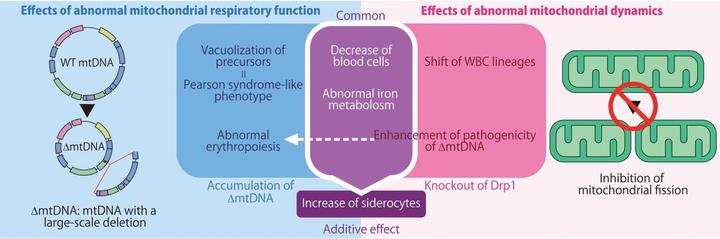 Pearson Syndrome皮尔逊综合征（PS）引起贫血、胰腺外分泌缺陷、视力异常的线粒体疾病 - 知乎