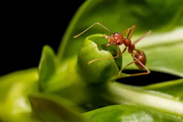 论文如何发表:BIOCONTROL SCIENCE AND TECHNOLOGY - 知乎