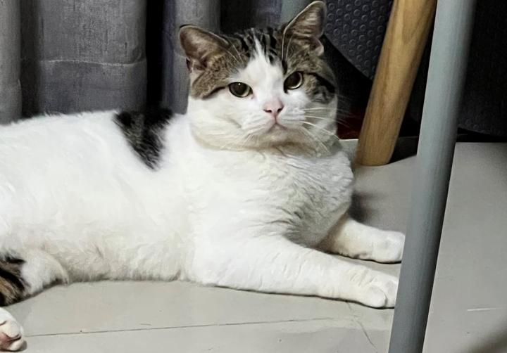 Radxa Rock 3a NPU调用指南 - 知乎