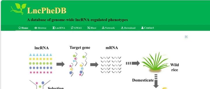 郑晓明研究员 | aBIOTECH | LncPheDB 植物中全基因组lncRNAs调控表型数据库 - 知乎