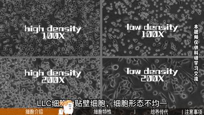 LLC细胞培养，小鼠Lewis肺癌细胞培养攻略 - 知乎