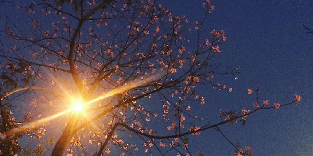 Deya - 知乎