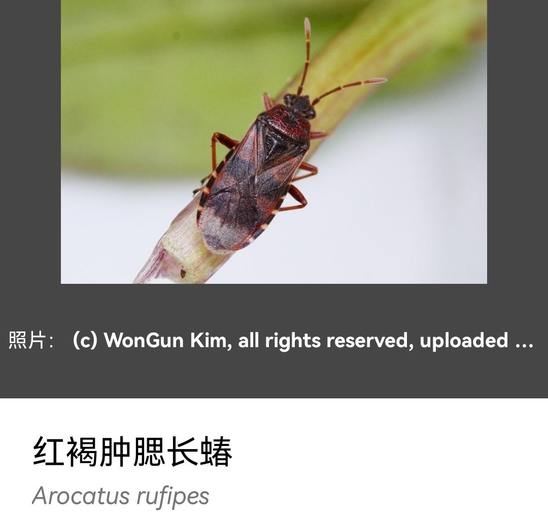 这是什么虫子？触须有节，六足，有翅膀? - 知乎