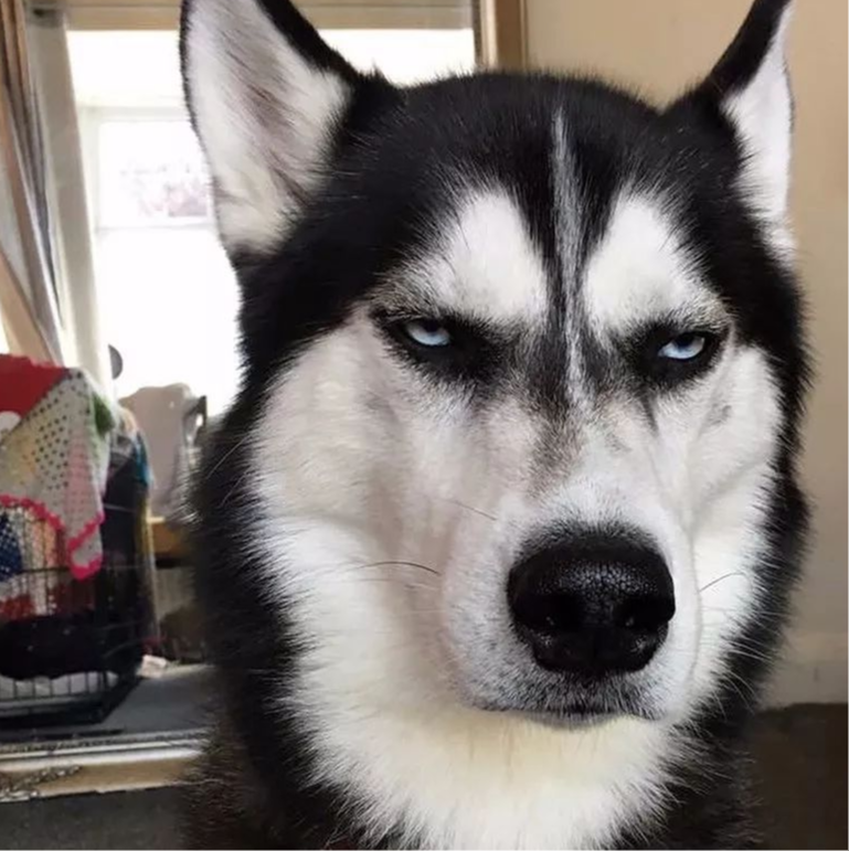 移动端(Ios)使用window.open跳转页面 - 知乎