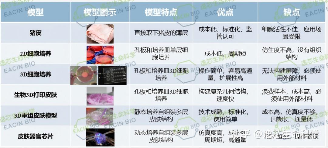 皮肤类器官芯片：体外透皮渗透性实验的“微缩革命” 知乎