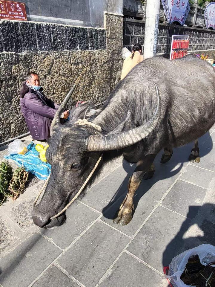 vue学习系列，style scope - 知乎