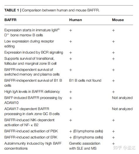 BAFF与BAFF受体在B细胞选择和存活中的作用 - 知乎
