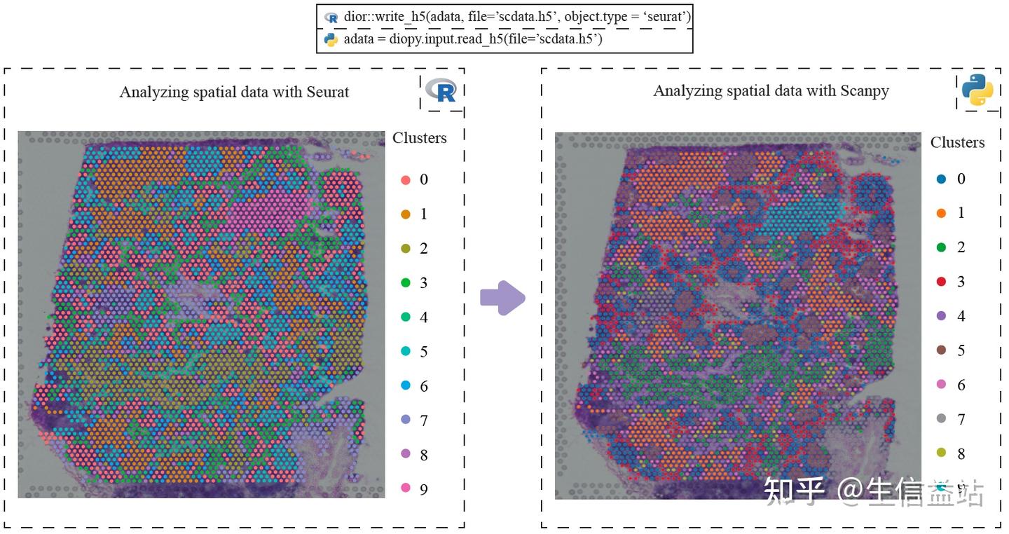 单细胞终极笔记之——Seurat、anndata/h5ad、LOOM、SingleCellExperiment 格式互相转换 - 知乎