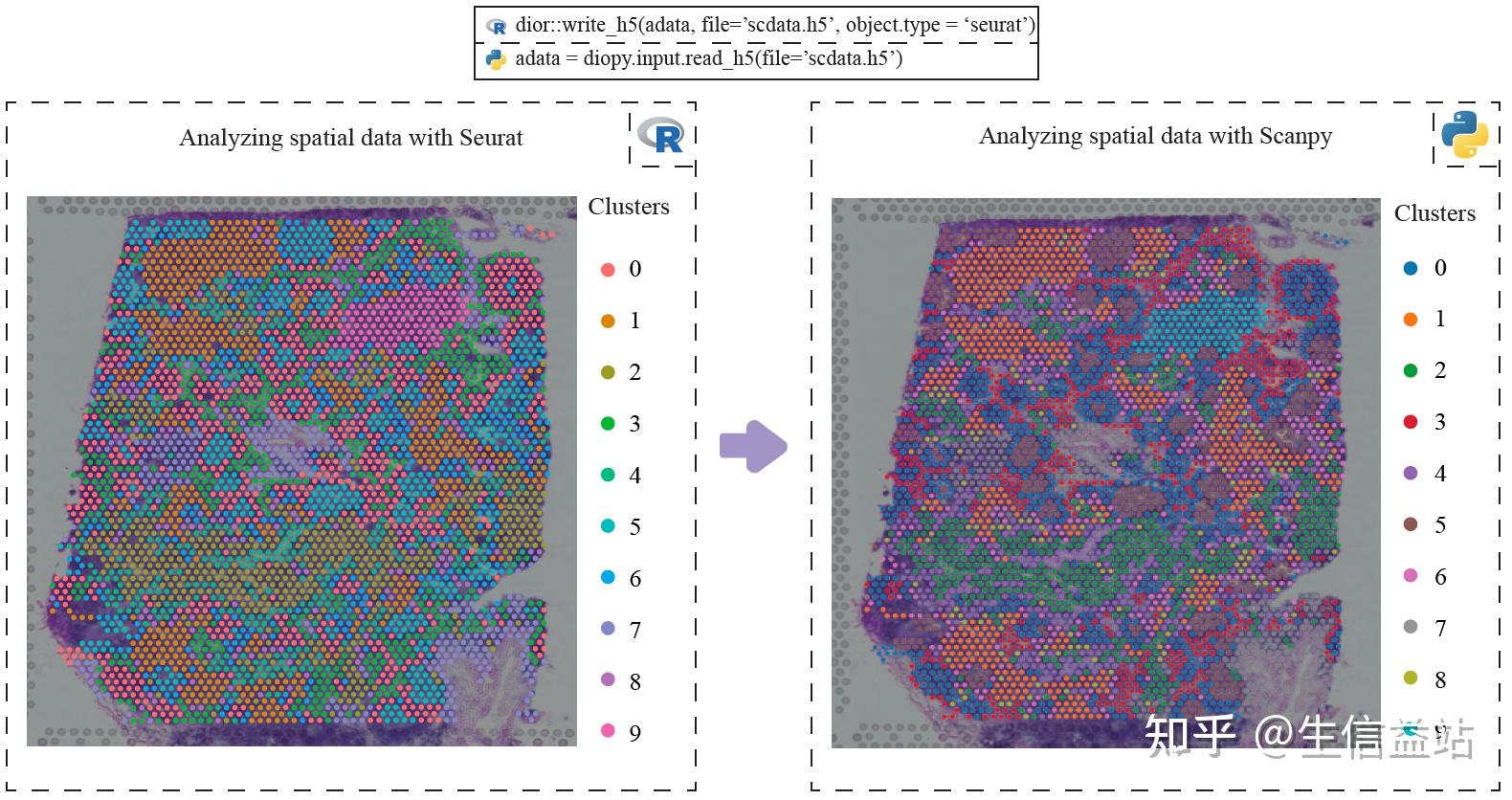 单细胞终极笔记之——Seurat、anndata/h5ad、LOOM、SingleCellExperiment 格式互相转换 - 知乎