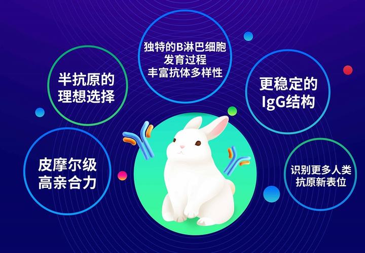 兔单克隆抗体多样性维持机制 知乎