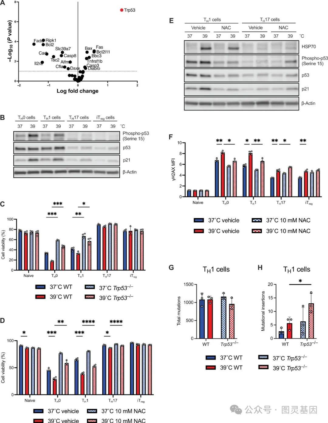 Sci Immu | 发烧导致T细胞线粒体应激和DNA损伤，降低抗癌潜力 - 知乎