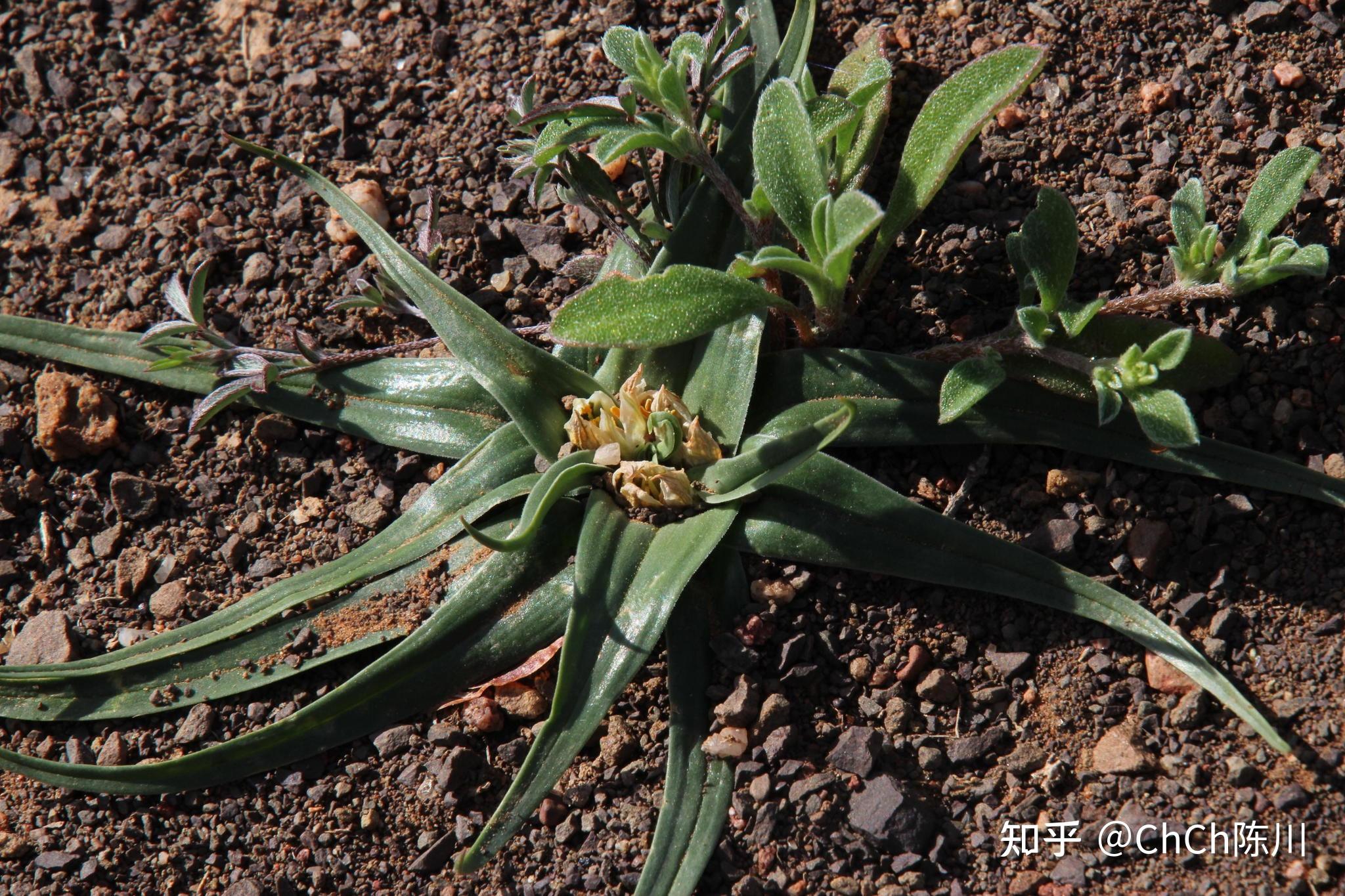 多肉植物全图鉴17：秋水仙科（Colchicaceae），秋水仙属（Colchicum） 原始种A-H - 知乎