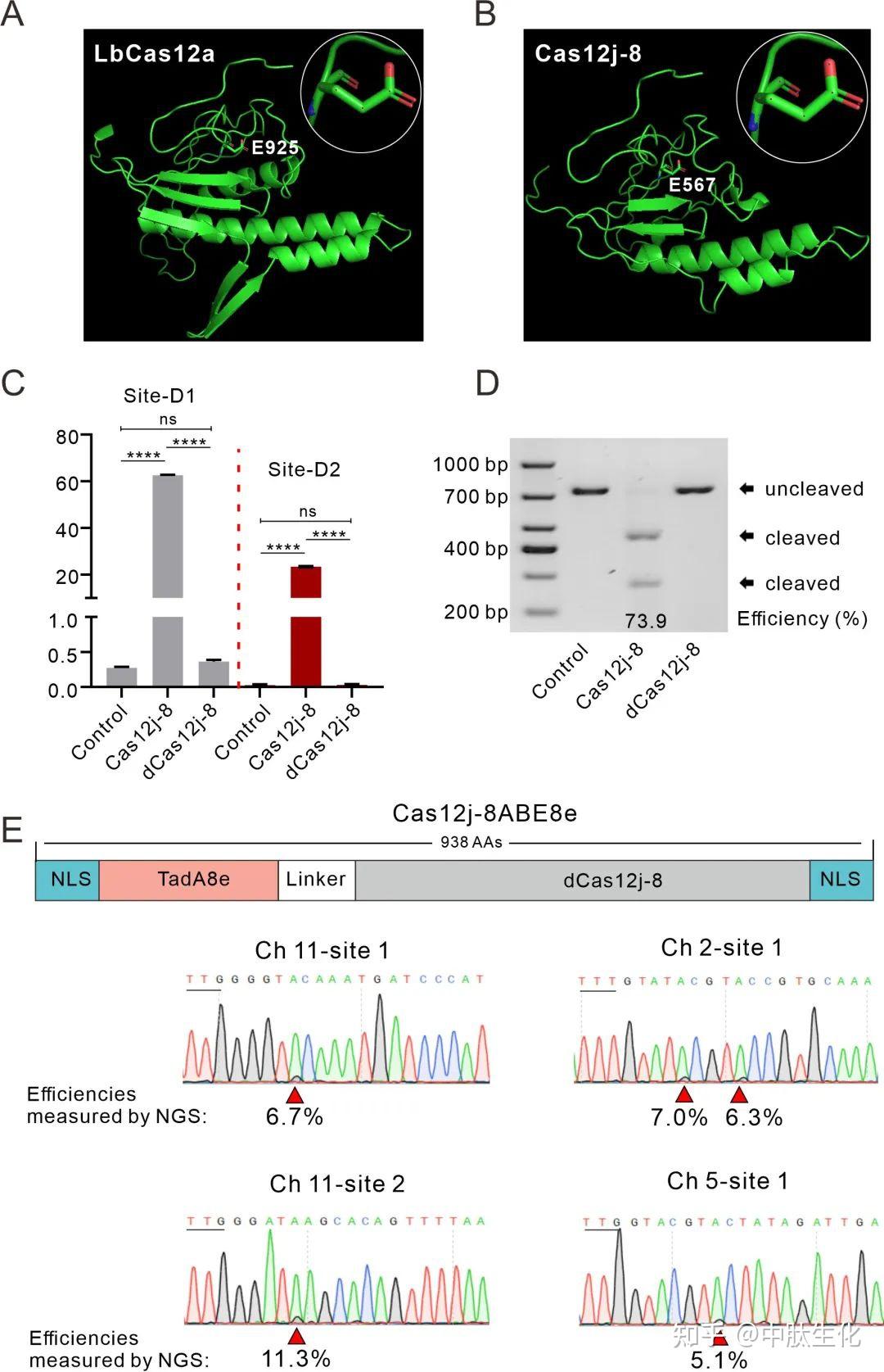 Science子刊：王永明/兰峰团队开发出高特异性CRISPR-Cas12j工具 - 知乎