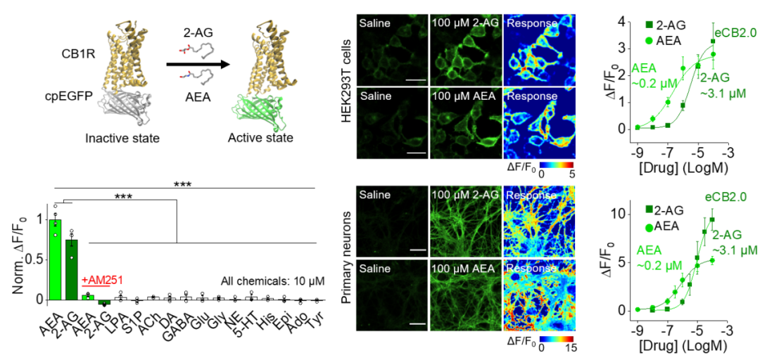 北大李毓龙实验室 | GRAB神经递质荧光探针集锦 - 知乎