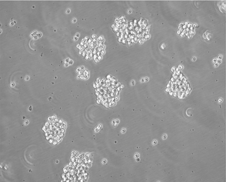 Raji细胞 P1-Raji细胞 GM04671细胞ATCC CCL-86标准人Burkitt's淋巴瘤细胞株 - 知乎