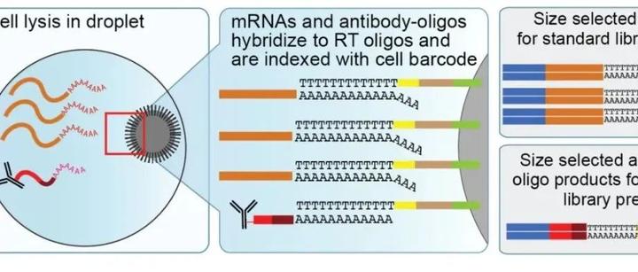 【单细胞组学】CITE-seq-Count：分析CITEseq测序数据 - 知乎