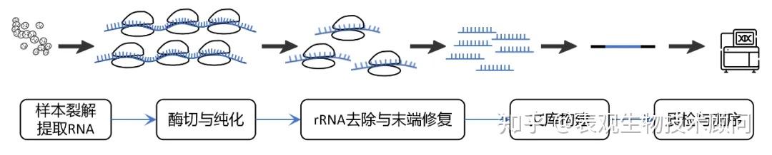 Epi™ Ribosome Profiling Library Kit，大样本Ribo seq福音 - 知乎