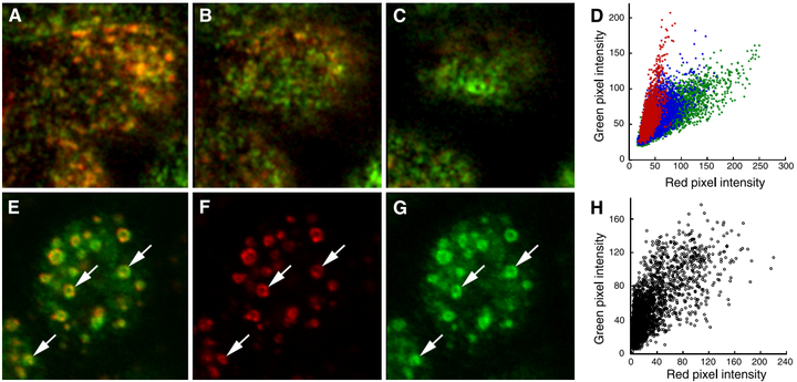 ImageJ实用技巧——荧光共定位分析(定量分析篇) - 知乎