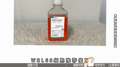 WRL68细胞培养， 人肝细胞培养攻略 - 丰晖生物 - 知乎