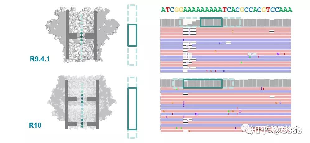 Nanopore-R9和R10芯片对比 - 知乎