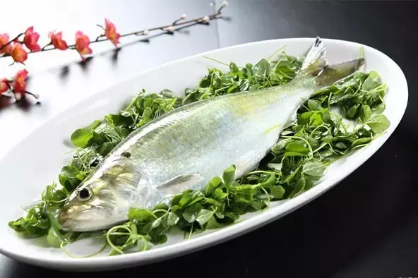 长江鲥鱼：滤食性鱼类，娇贵的水中西施 - 知乎