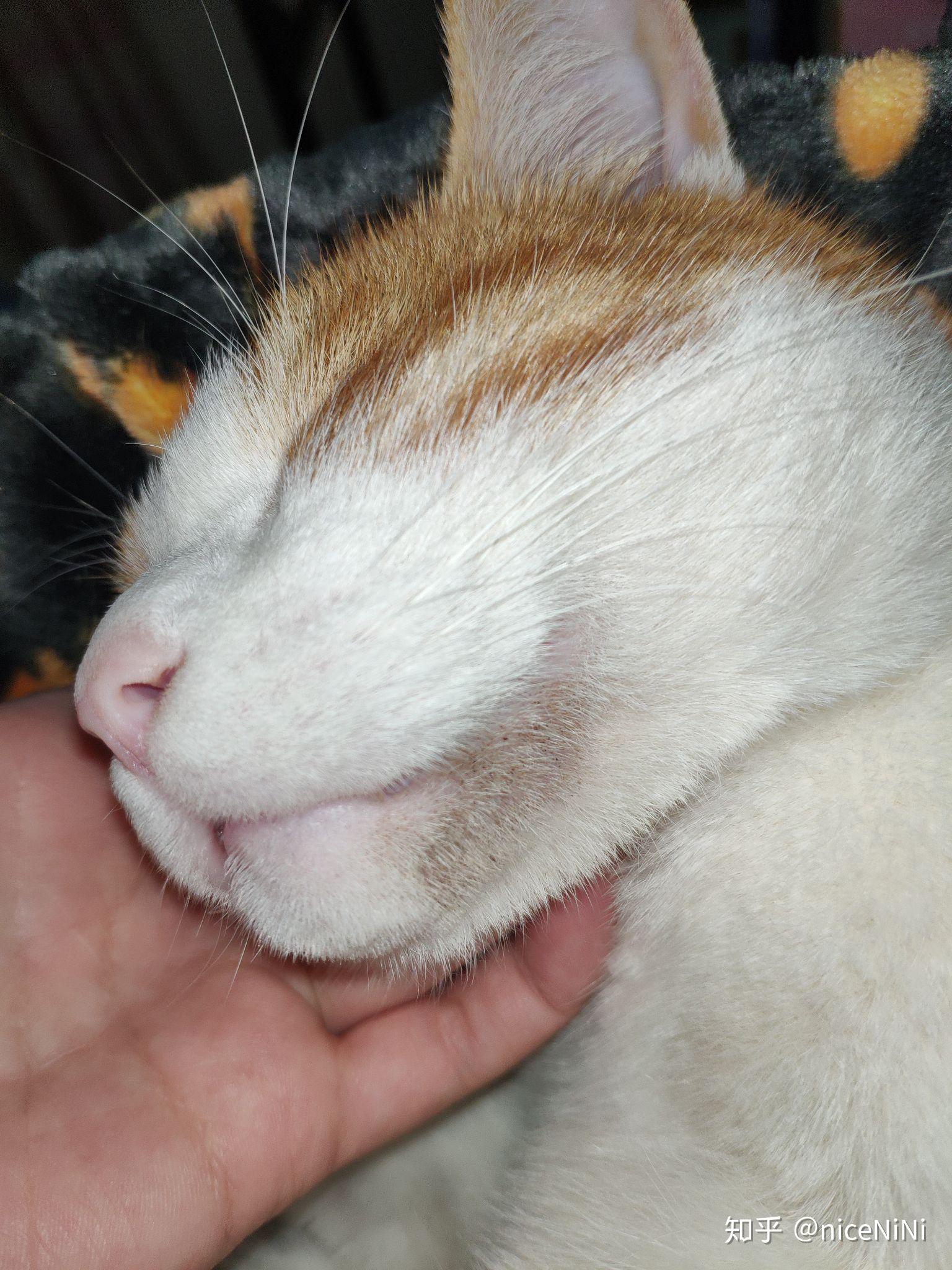 猫咪为什么会黑下巴，怎么解决呢？ - 知乎