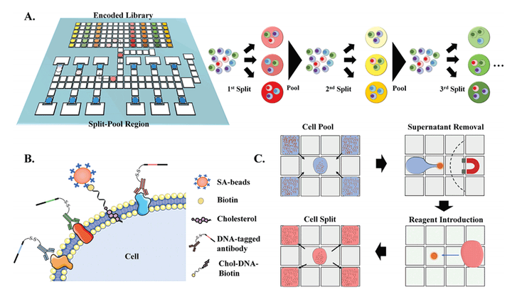 厦门大学杨朝勇教授&杨柳副教授：利用数字微流控技术进行高度多重、高通量且高效的单细胞蛋白质分析 - 知乎
