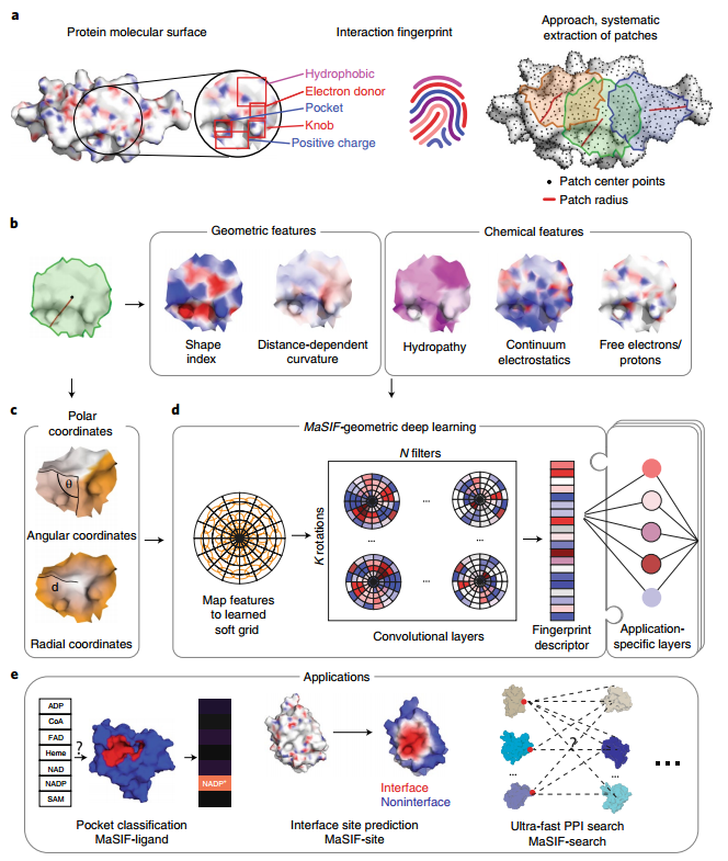 论文笔记26|Deciphering interaction fingerprints from protein molecular surfaces using geometric ...