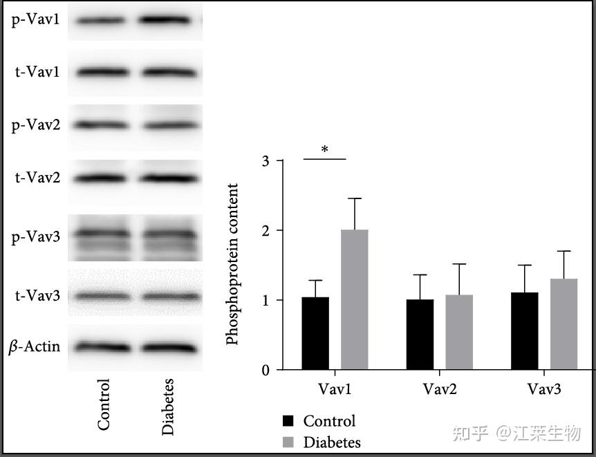 如何看懂文献里那些图——Western blot - 知乎